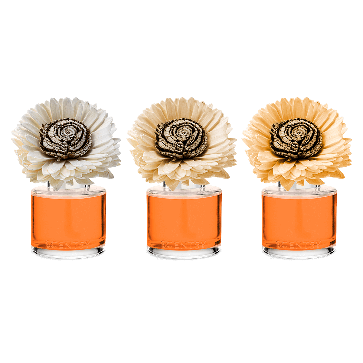 Sparkling Spiced Citrus Scentsy Fragrance Flower 2025